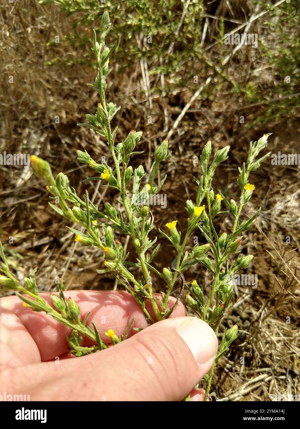 Stinkwort (Dittrichia graveolens Stock Photo - Alamy