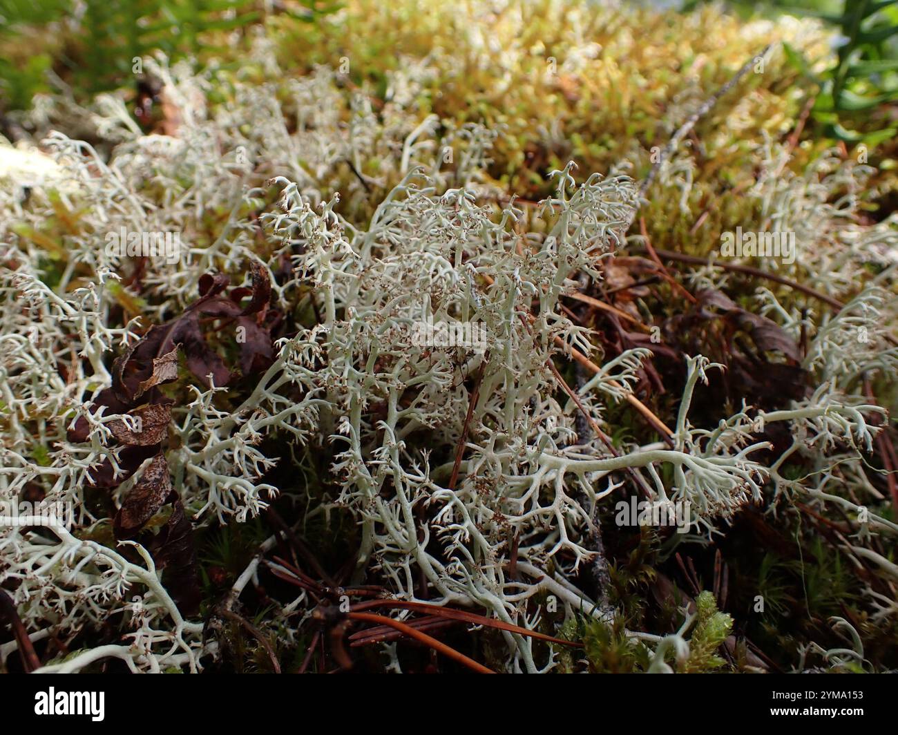 gray reindeer lichen (Cladonia rangiferina Stock Photo - Alamy