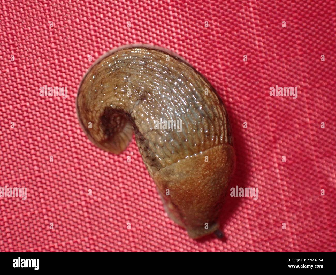 Common Land Snails and Slugs (Stylommatophora Stock Photo - Alamy