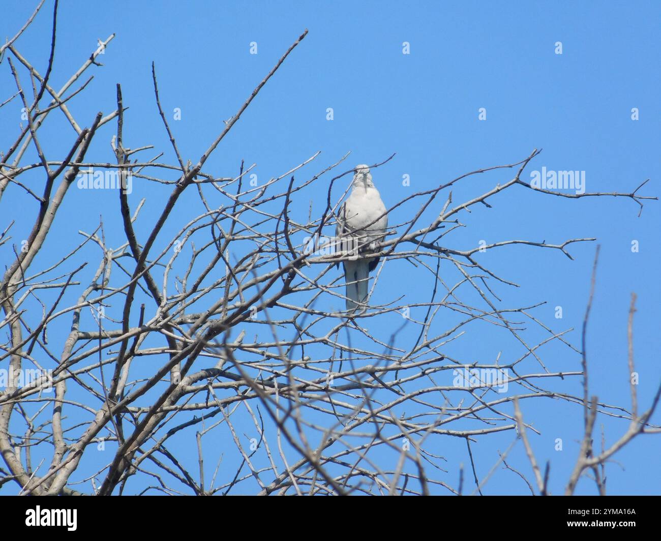 Picuí Ground Dove (Columbina picui Stock Photo - Alamy