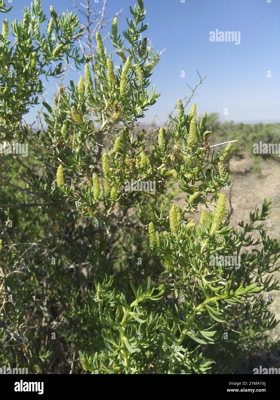 Sarcobatus vermiculatus hi-res stock photography and images - Alamy