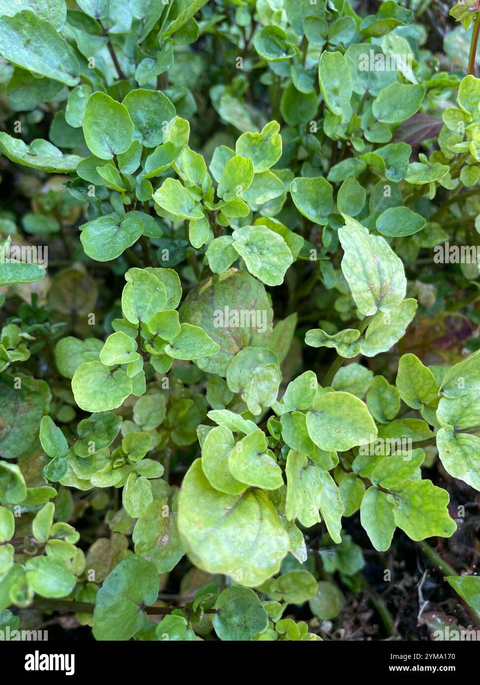 watercress (Nasturtium officinale Stock Photo - Alamy