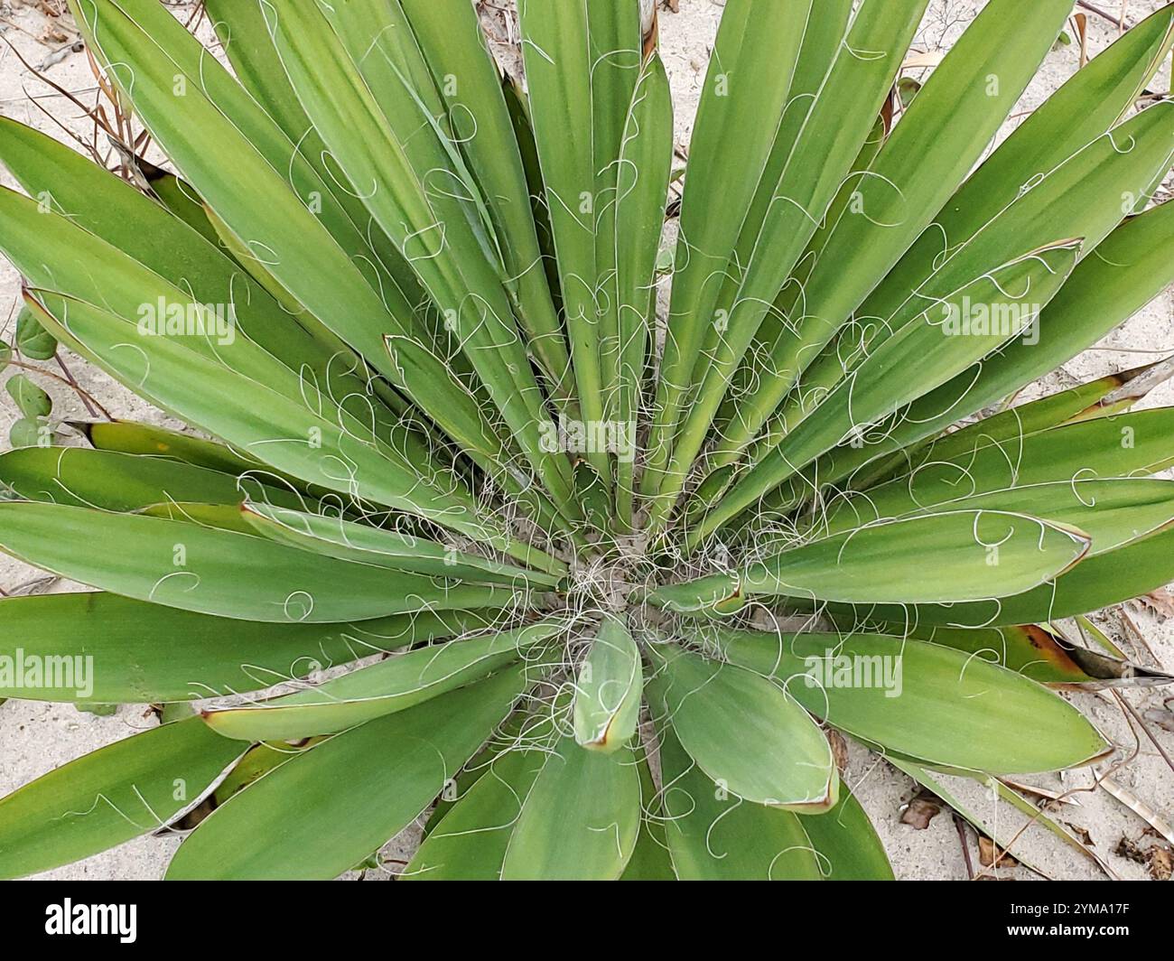 common yucca (Yucca filamentosa Stock Photo - Alamy