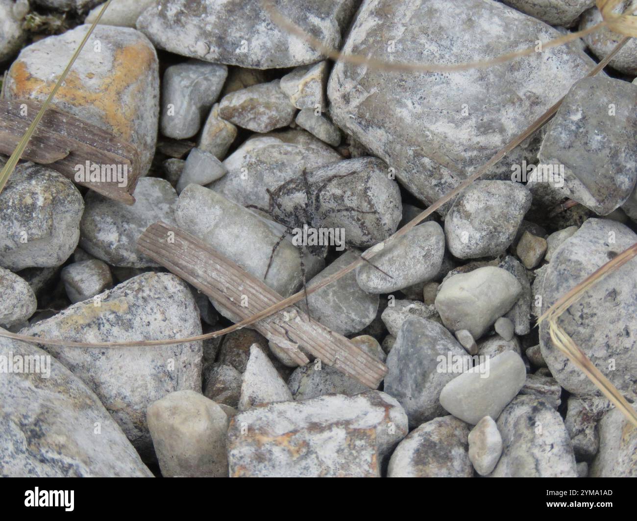 Thin-legged Wolf Spiders (Pardosa Stock Photo - Alamy