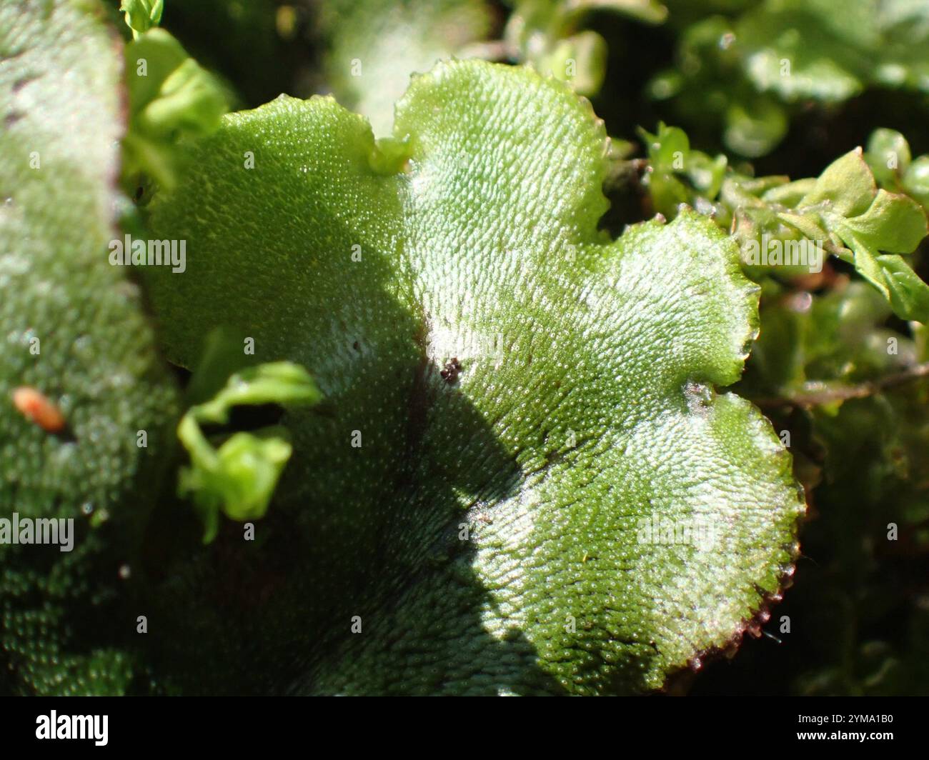 Common Liverwort (Marchantia polymorpha Stock Photo - Alamy