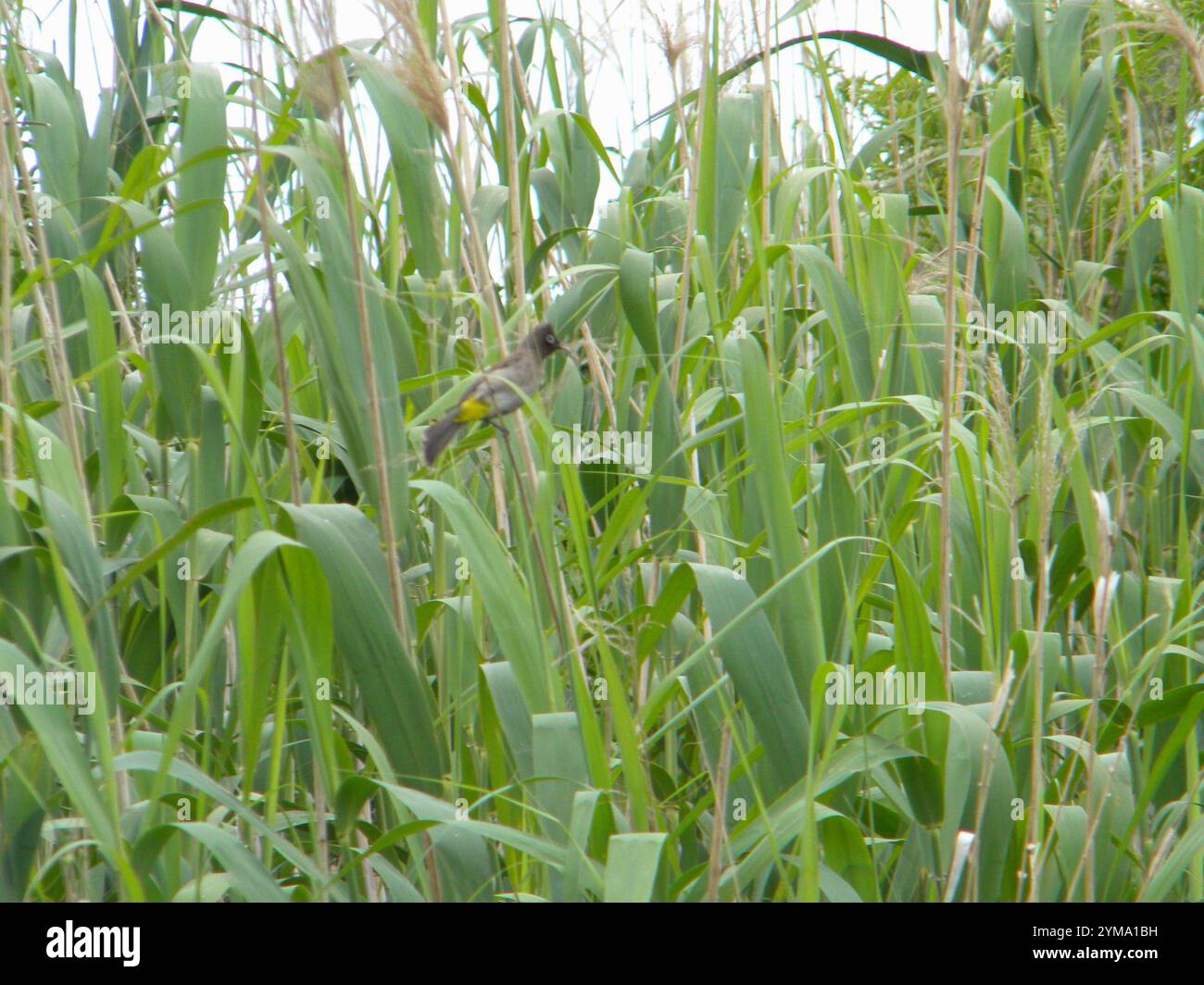 Cape Bulbul (Pycnonotus capensis Stock Photo - Alamy