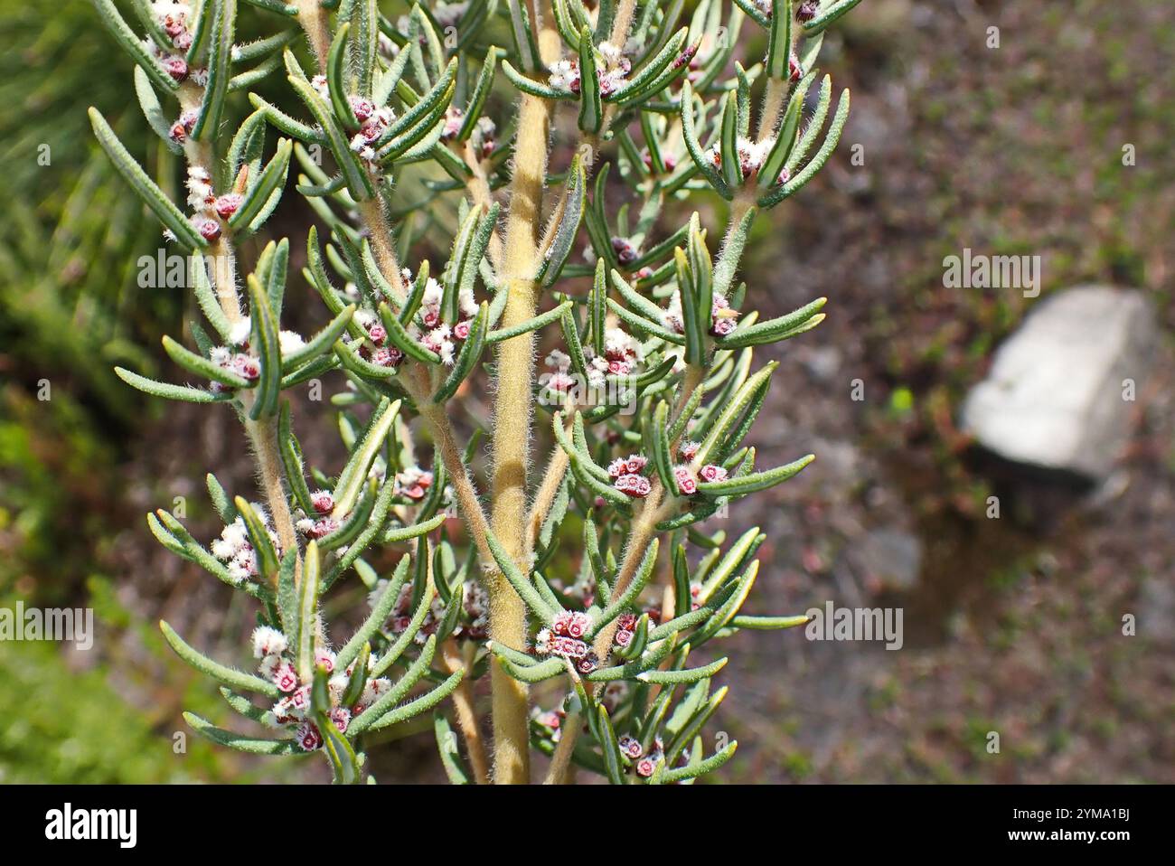 Marsh Sillyberry (Grubbia rosmarinifolia Stock Photo - Alamy
