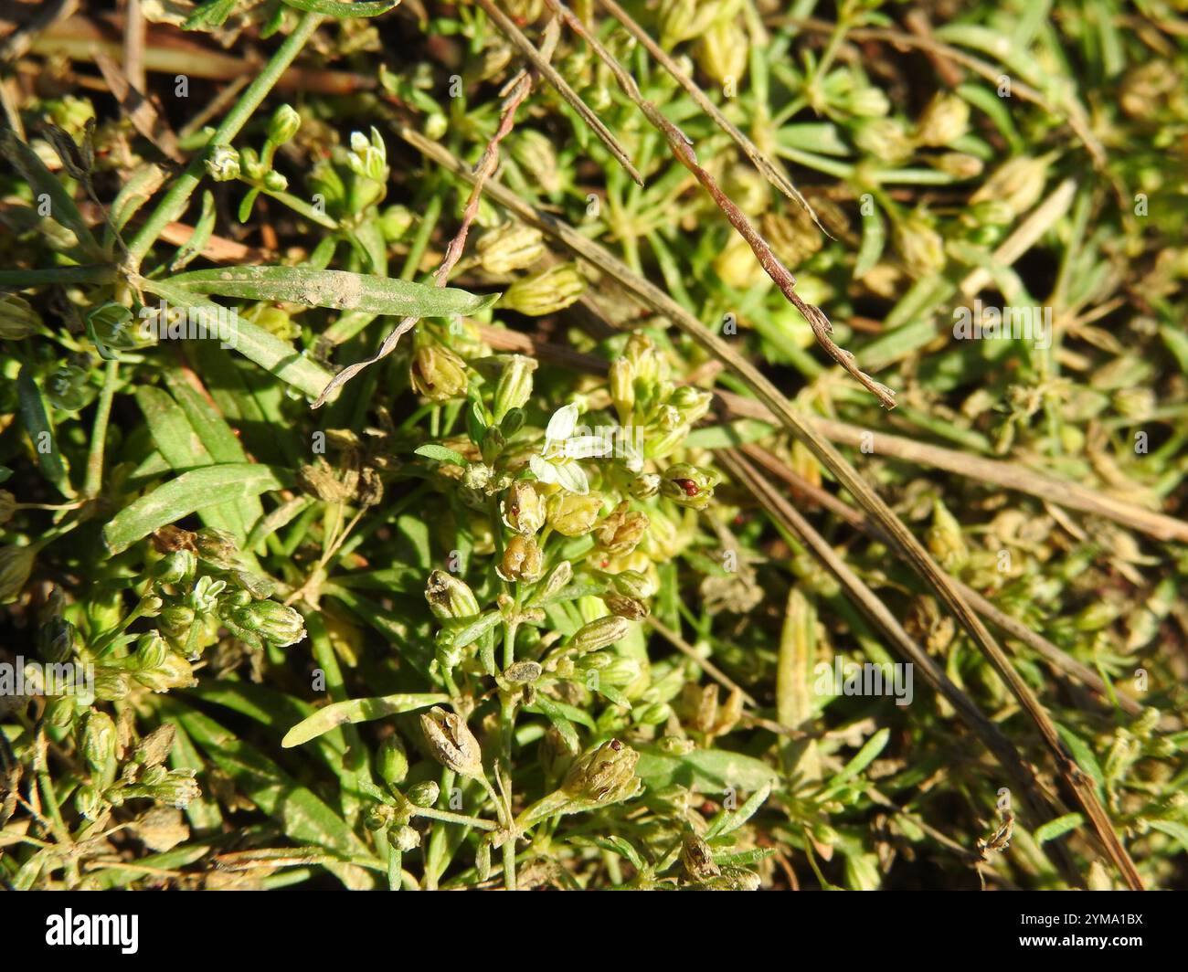 green carpetweed (Mollugo verticillata Stock Photo - Alamy