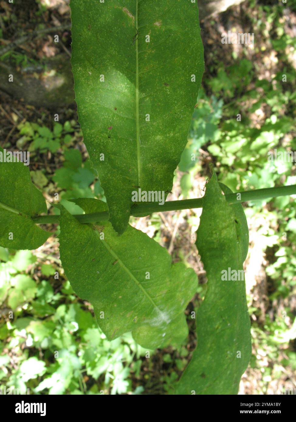 Oak-leaved Lettuce (Lactuca quercina Stock Photo - Alamy