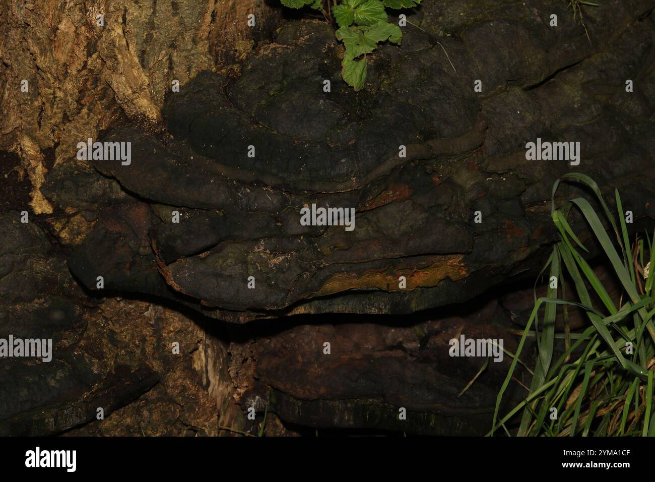 southern bracket (Ganoderma australe Stock Photo - Alamy