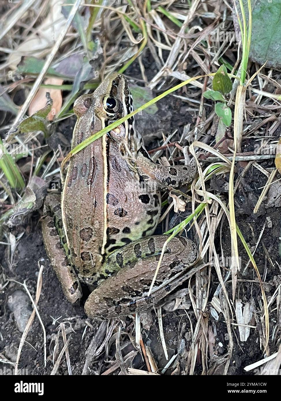 Coastal Plains Leopard Frog (Lithobates sphenocephalus utricularius ...