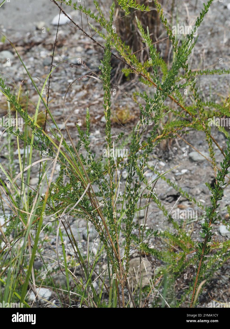 Chinese bushclover (Lespedeza cuneata Stock Photo - Alamy