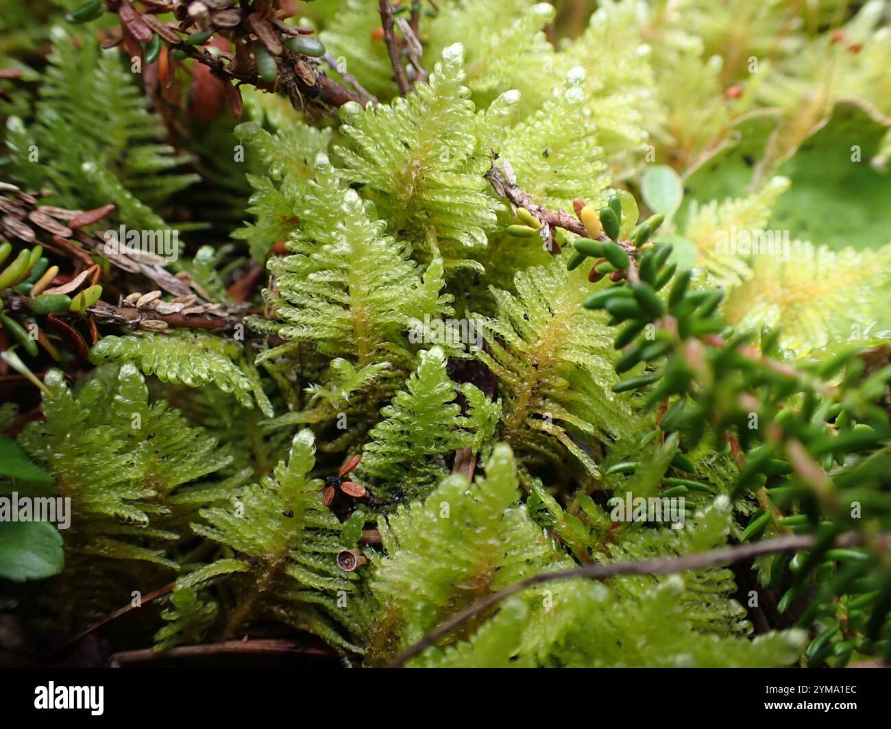 Ostrich-plume Moss (Ptilium crista-castrensis Stock Photo - Alamy