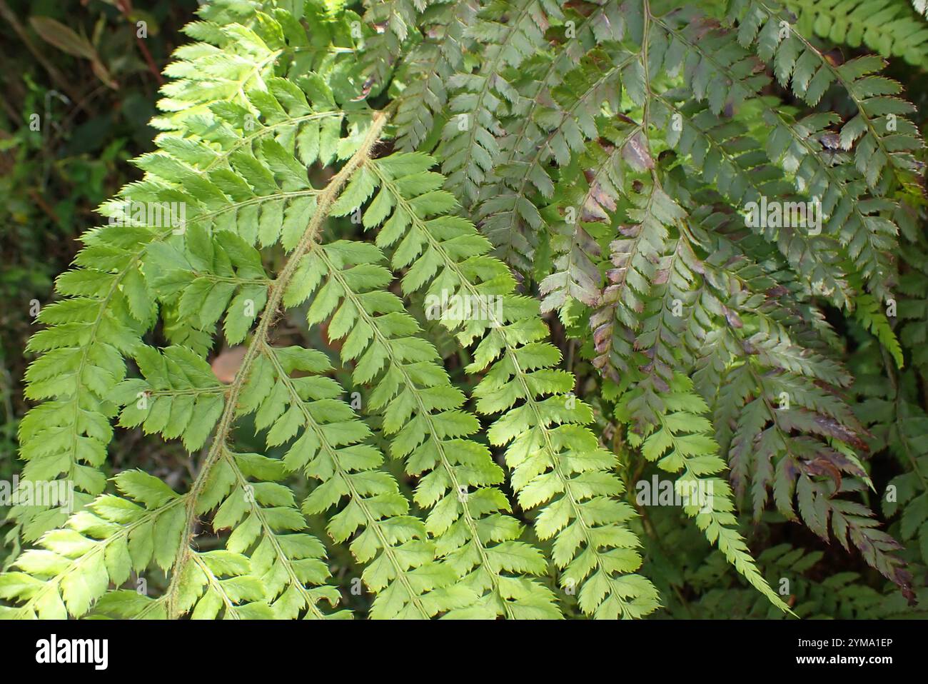 Forest Shield Fern (Polystichum pungens Stock Photo - Alamy