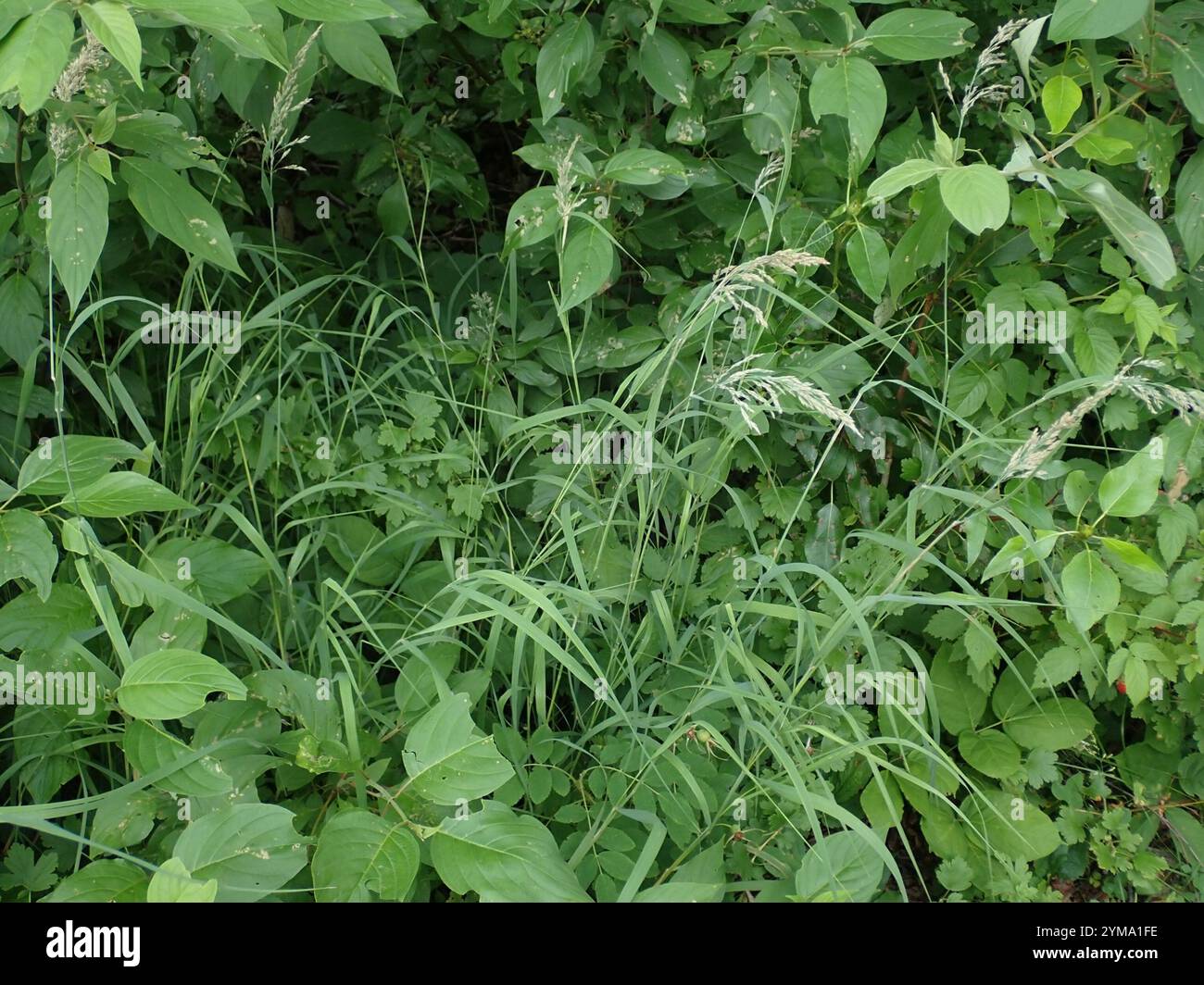 canadian bluejoint (Calamagrostis canadensis Stock Photo - Alamy