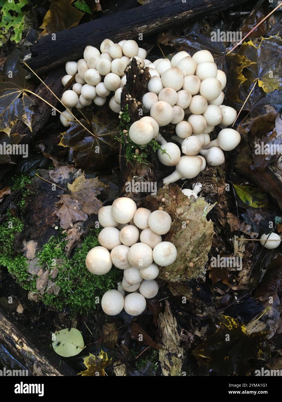 Pear-shaped Puffball (Apioperdon pyriforme Stock Photo - Alamy