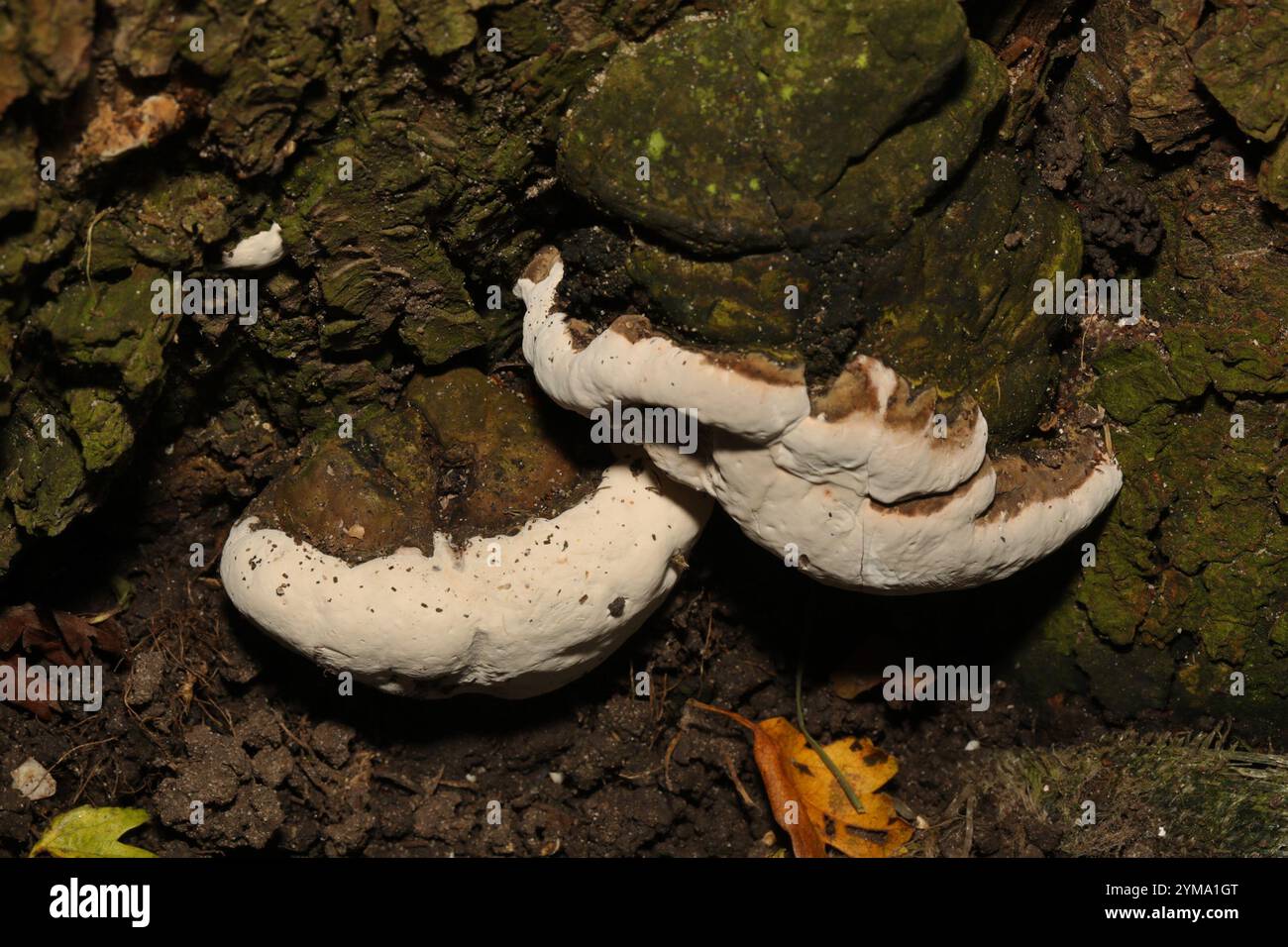 southern bracket (Ganoderma australe Stock Photo - Alamy