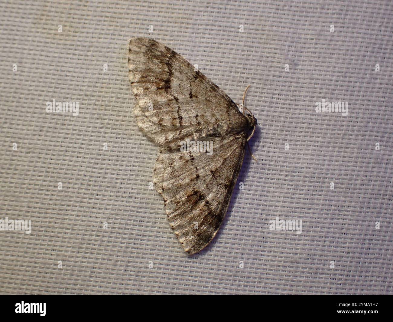 Geometer Moths (Geometridae Stock Photo - Alamy