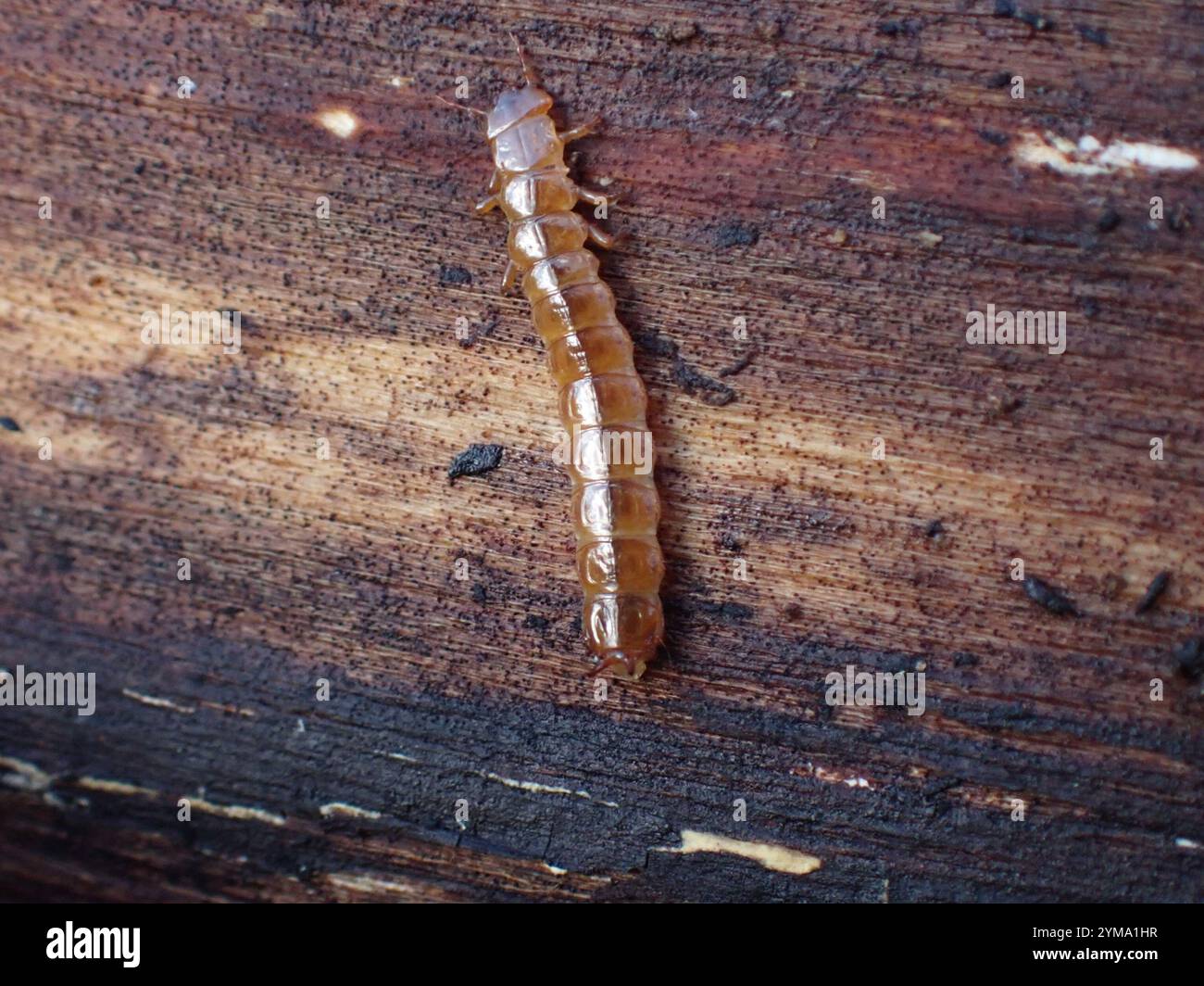Red Flat Bark Beetle (Cucujus clavipes Stock Photo - Alamy