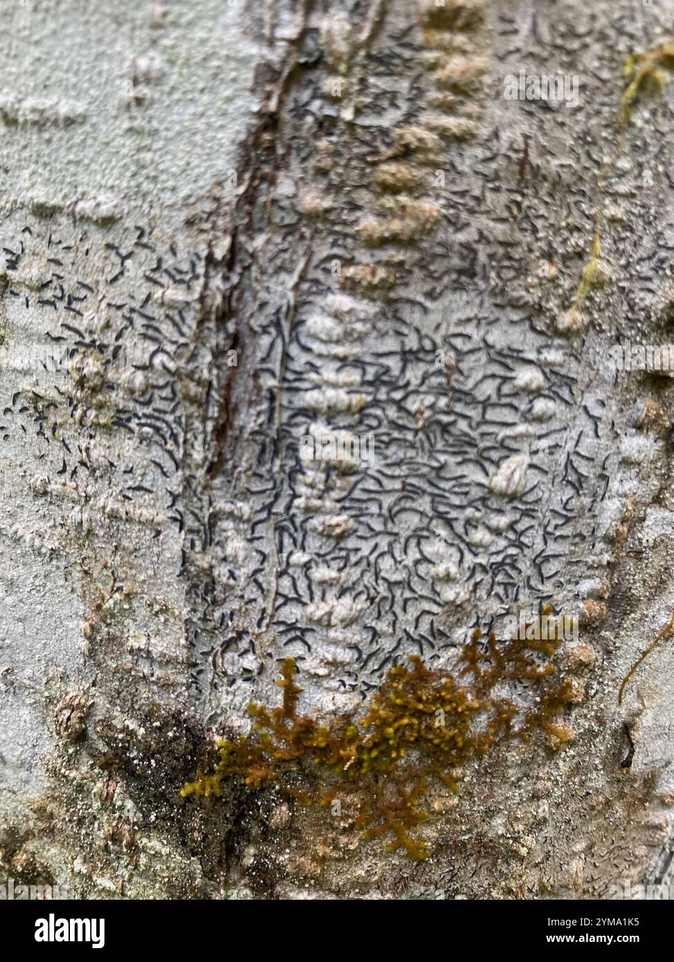 Common Script Lichen (Graphis scripta Stock Photo - Alamy