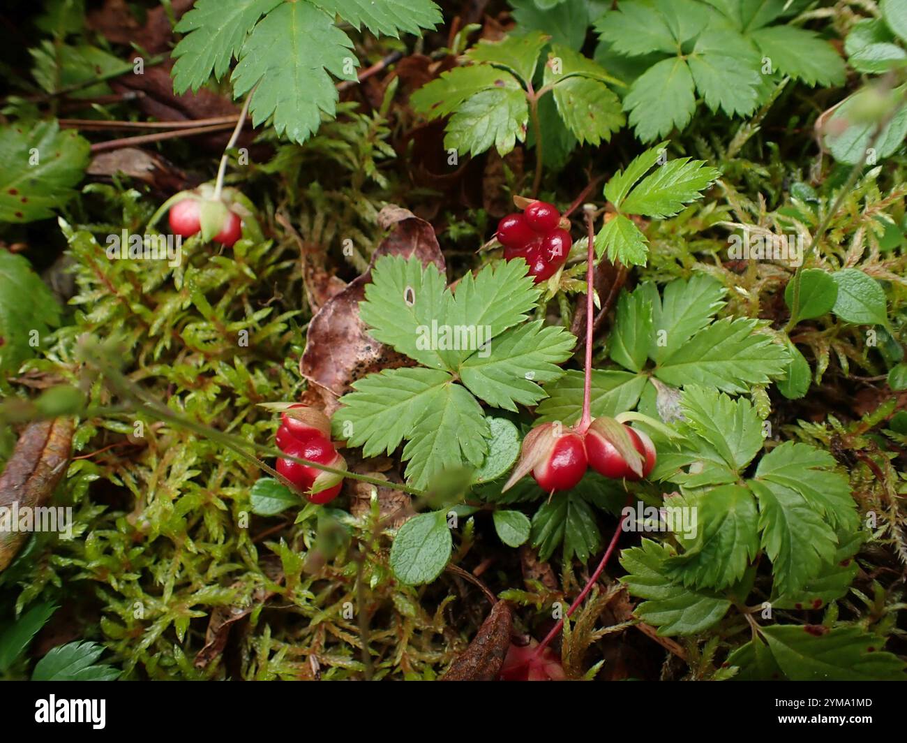 Five-leaf Dwarf Bramble (Rubus pedatus Stock Photo - Alamy