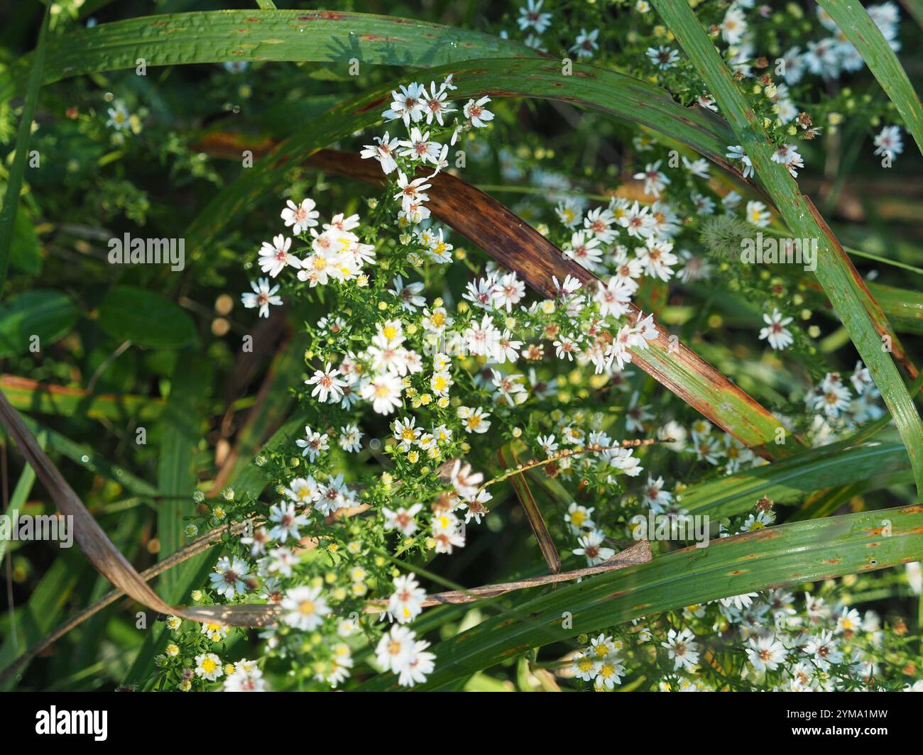 American asters (Symphyotrichum Stock Photo - Alamy