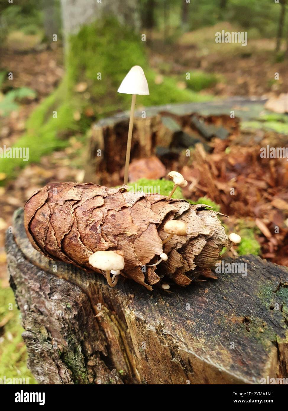 Conifercone hi-res stock photography and images - Alamy
