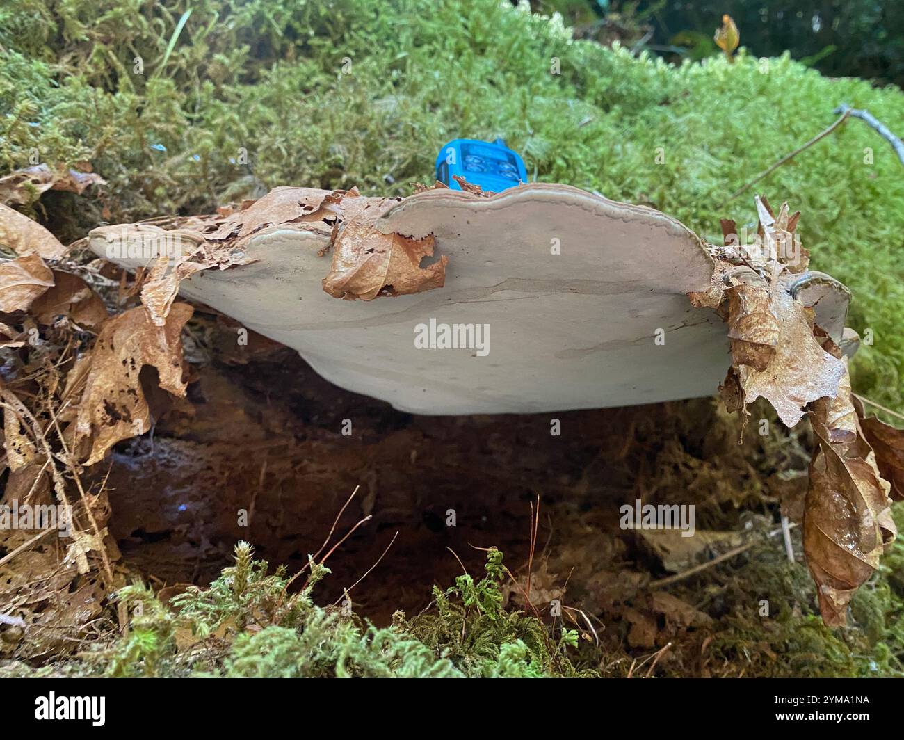 artist's bracket (Ganoderma applanatum Stock Photo - Alamy