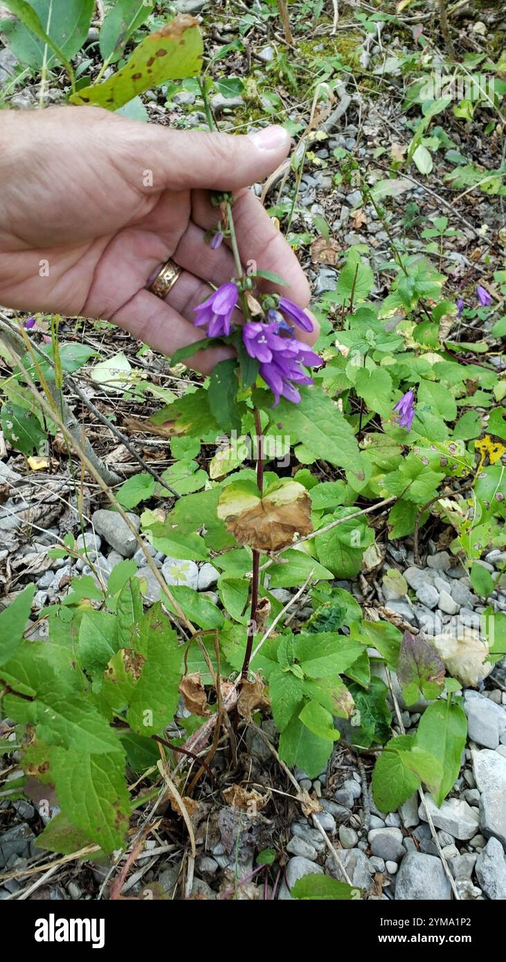 Creeping Bellflower (Campanula rapunculoides Stock Photo - Alamy