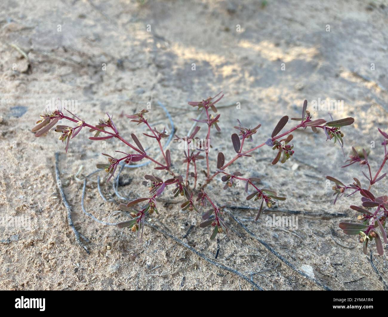 Thymeleaf Sandmat (Euphorbia serpillifolia Stock Photo - Alamy