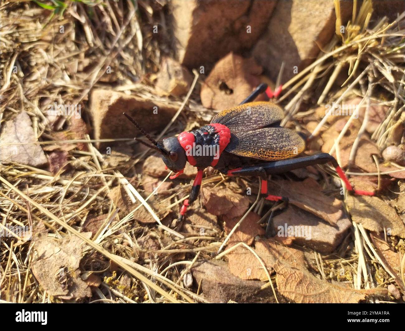 Koppie Foam Grasshopper (Dictyophorus spumans Stock Photo - Alamy