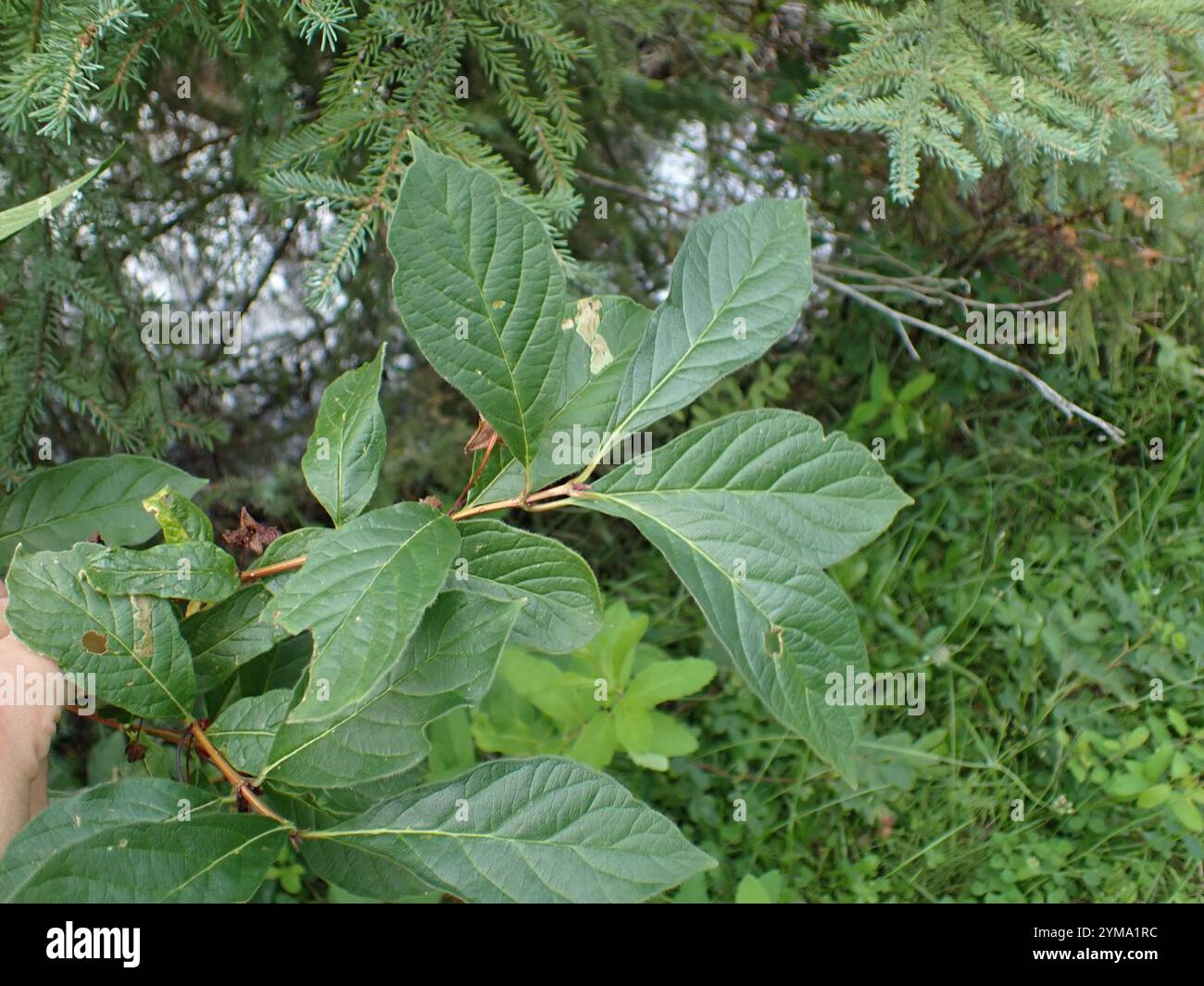 twinberry honeysuckle (Lonicera involucrata Stock Photo - Alamy