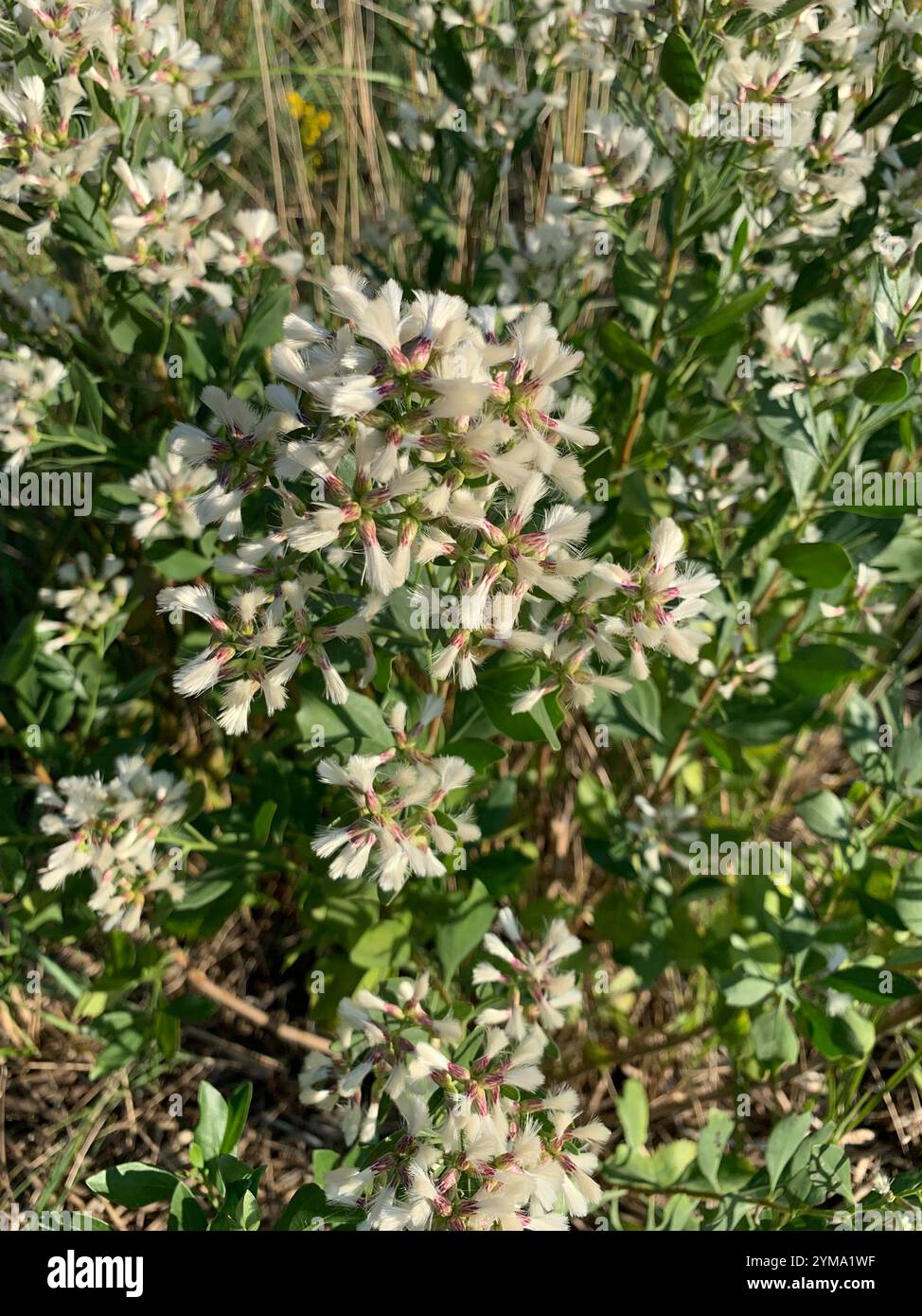 groundsel tree (Baccharis halimifolia Stock Photo - Alamy