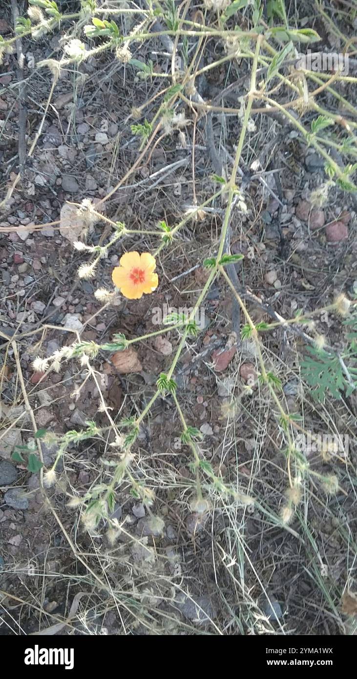 Kallstroemia grandiflora hi-res stock photography and images - Alamy