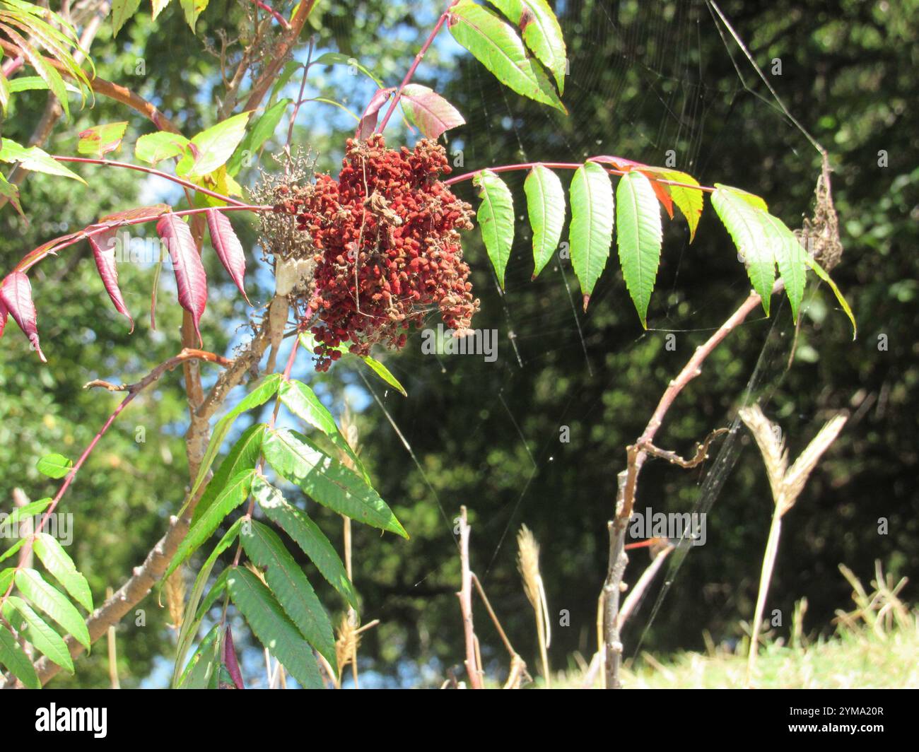 smooth sumac (Rhus glabra Stock Photo - Alamy