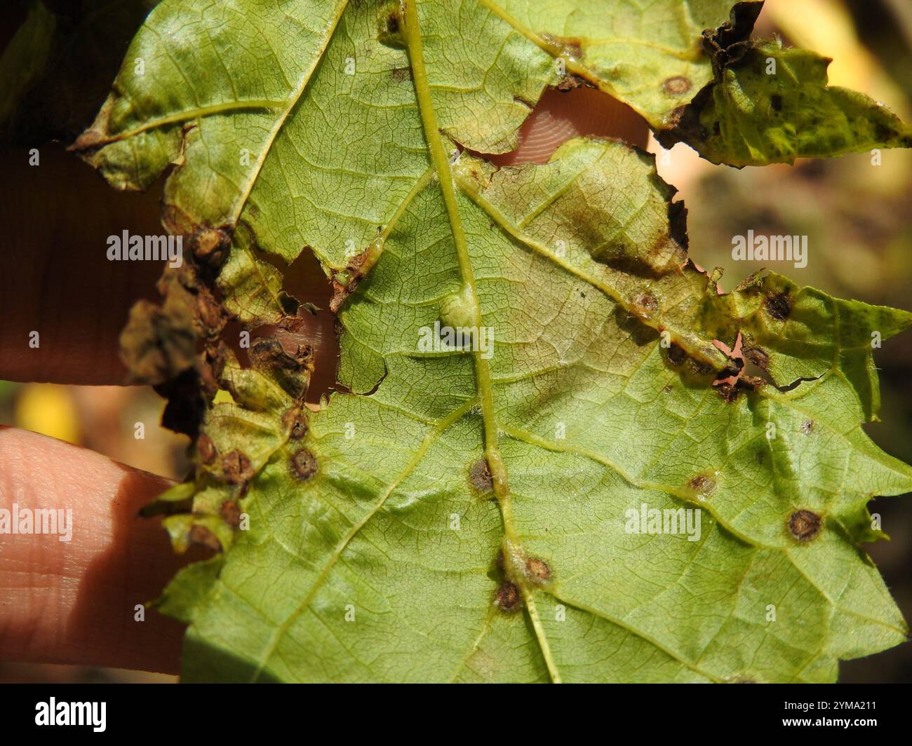 Grape Midge Galls (Vitisiella Stock Photo - Alamy