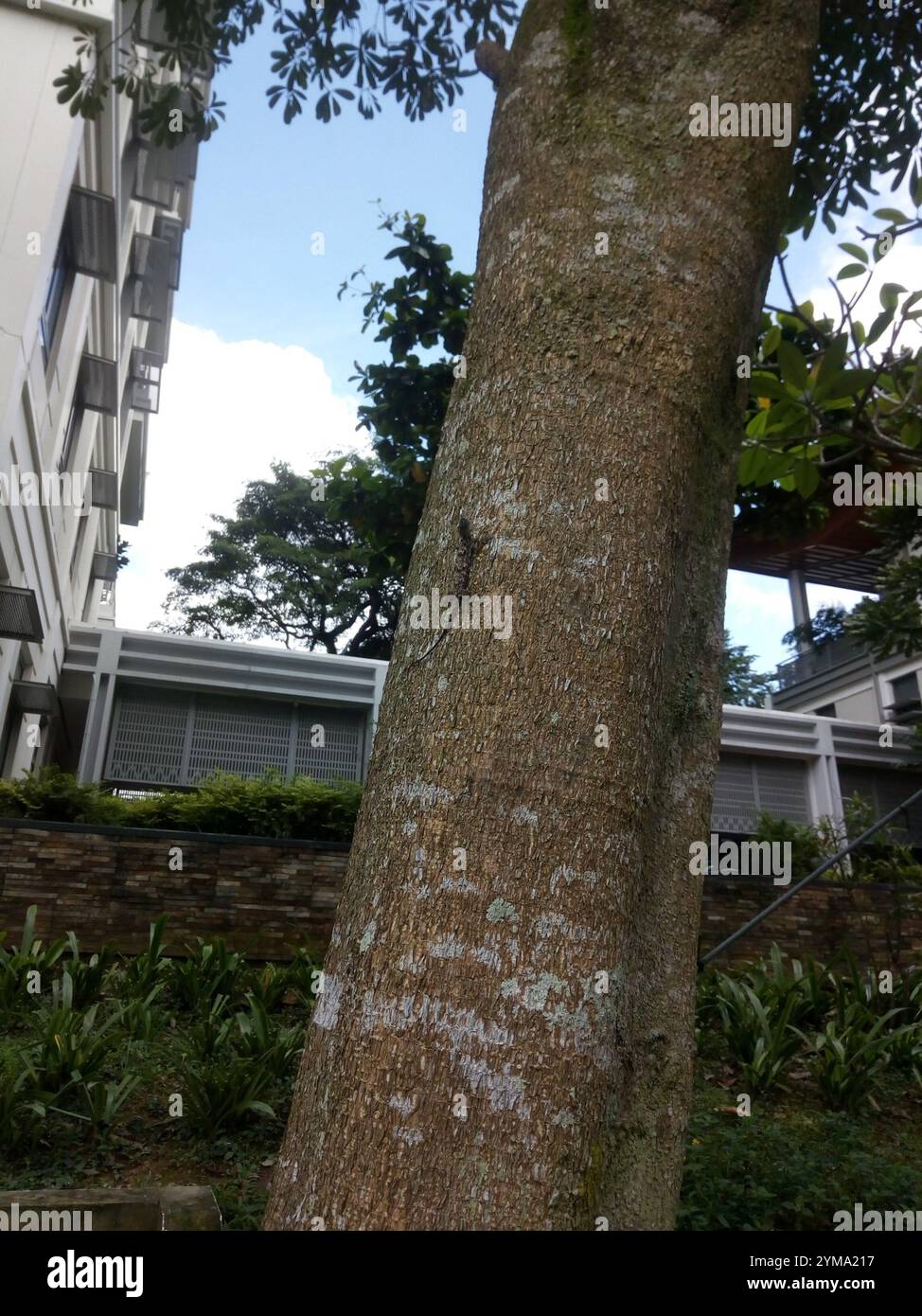 Sumatran Flying Dragon (Draco sumatranus Stock Photo - Alamy