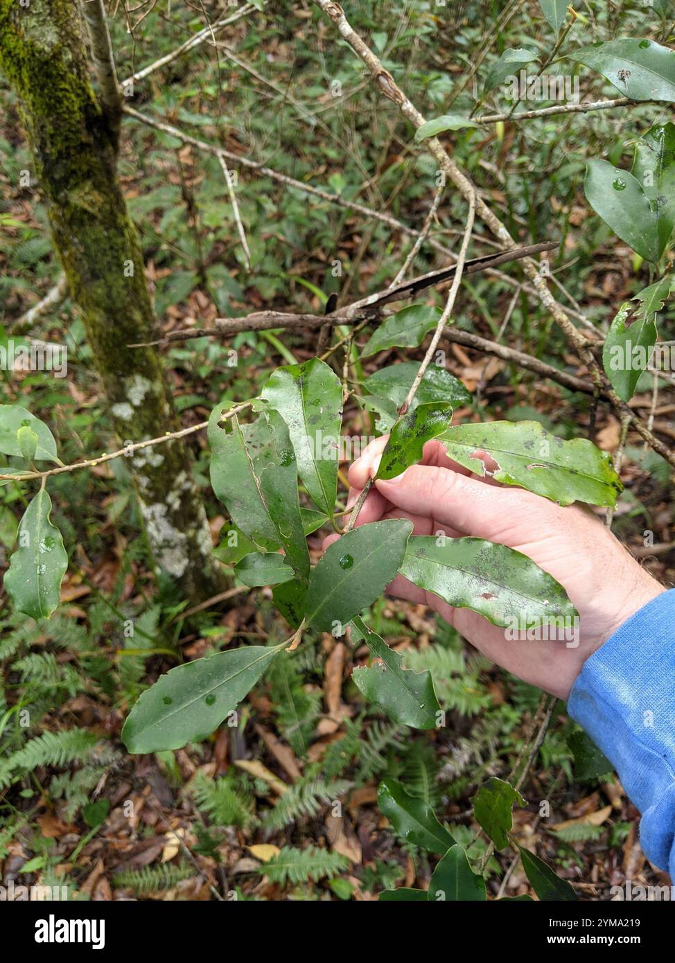 Brush Muttonwood (Myrsine howittiana Stock Photo - Alamy