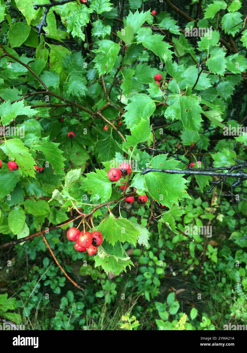 (Crataegus flabellata grayana Stock Photo - Alamy