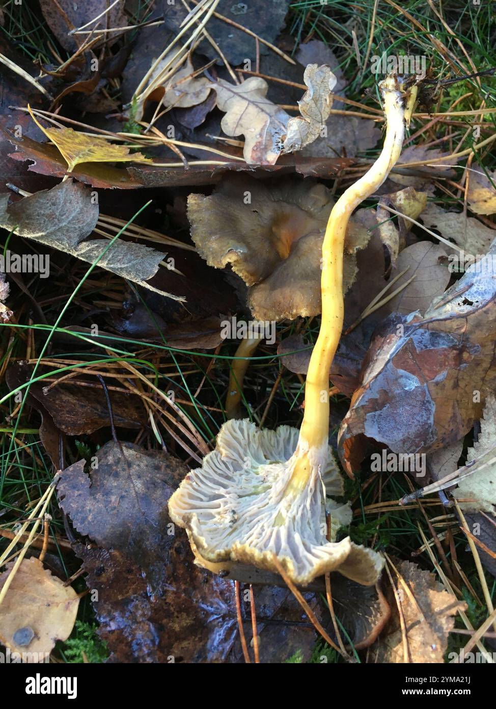 Yellowfoot (Craterellus tubaeformis Stock Photo - Alamy