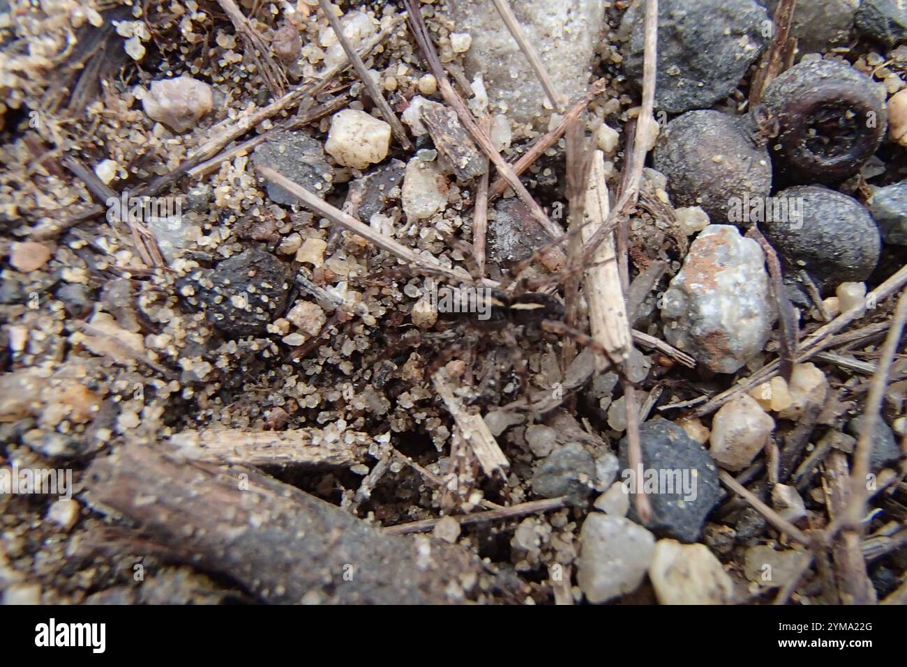 Small Striped Wolf Spiders (Artoria Stock Photo - Alamy