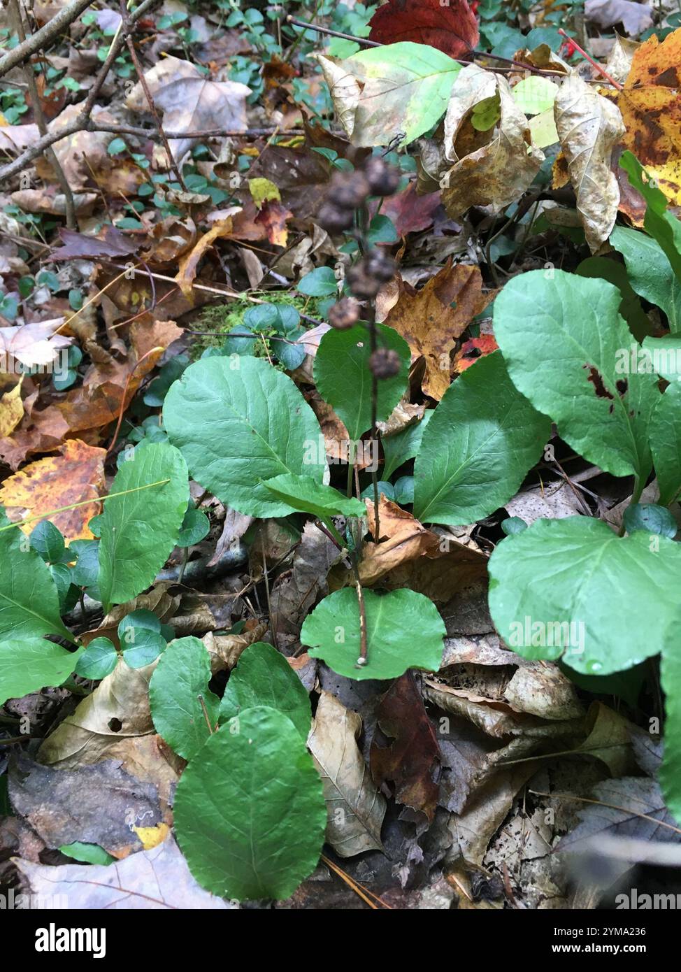 shinleaf (Pyrola elliptica Stock Photo - Alamy