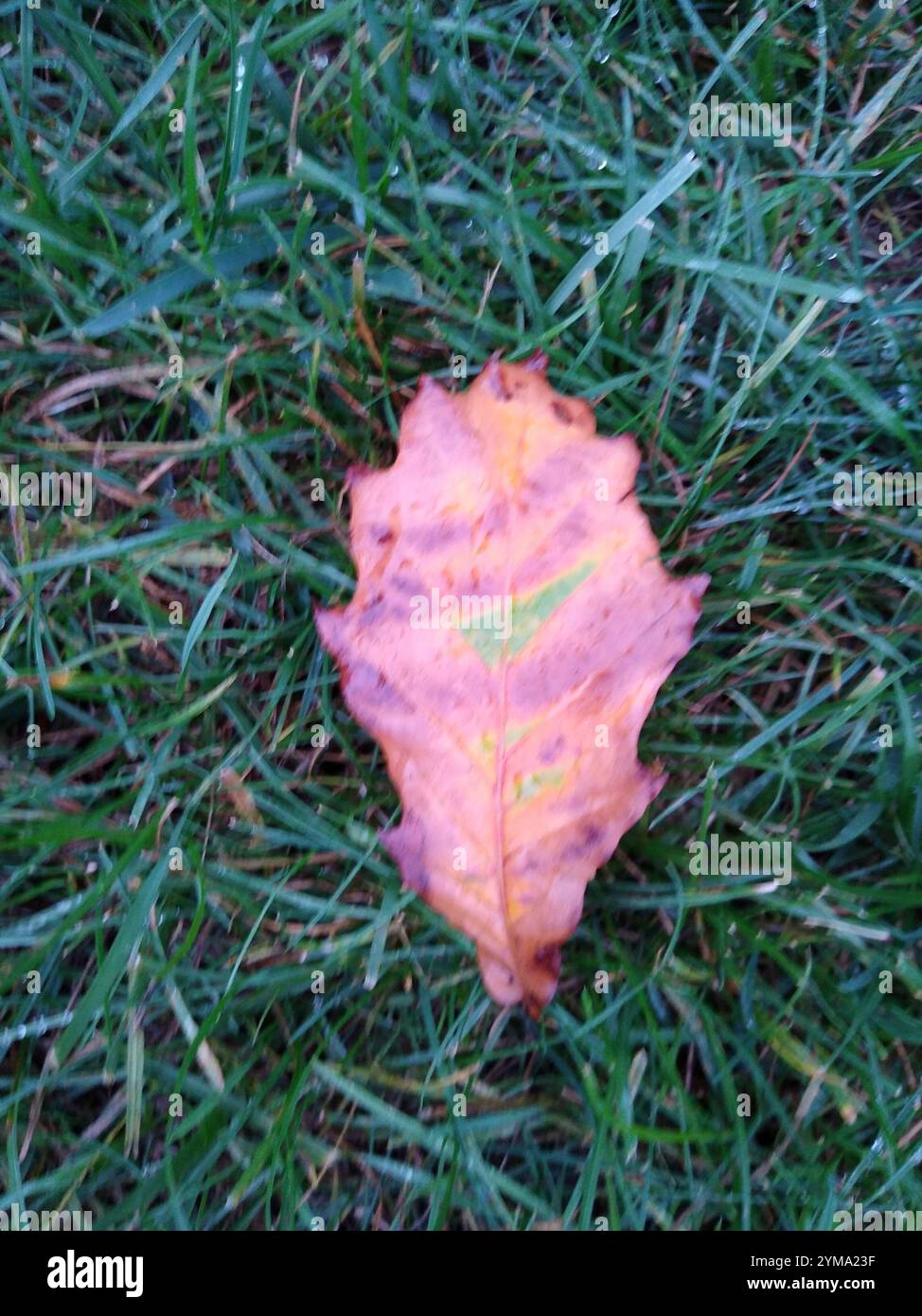swamp white oak (Quercus bicolor Stock Photo - Alamy