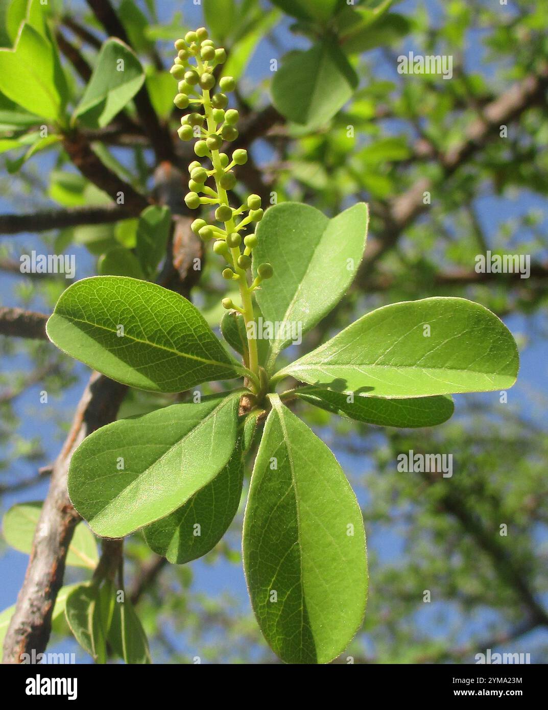 Terminalia prunioides hi-res stock photography and images - Alamy