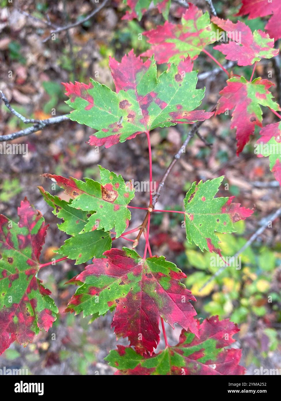 Eastern Red Maple (Acer rubrum rubrum Stock Photo - Alamy