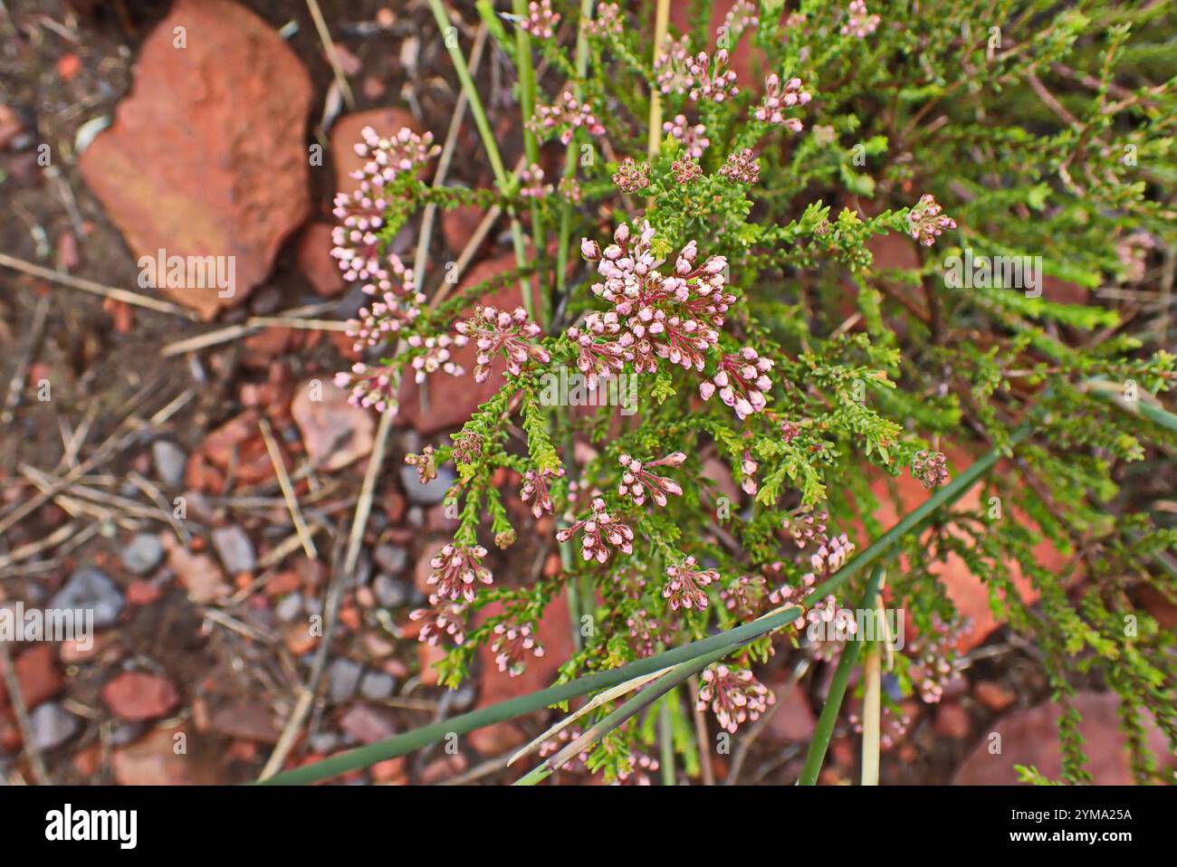 Cape buchu hi-res stock photography and images - Alamy