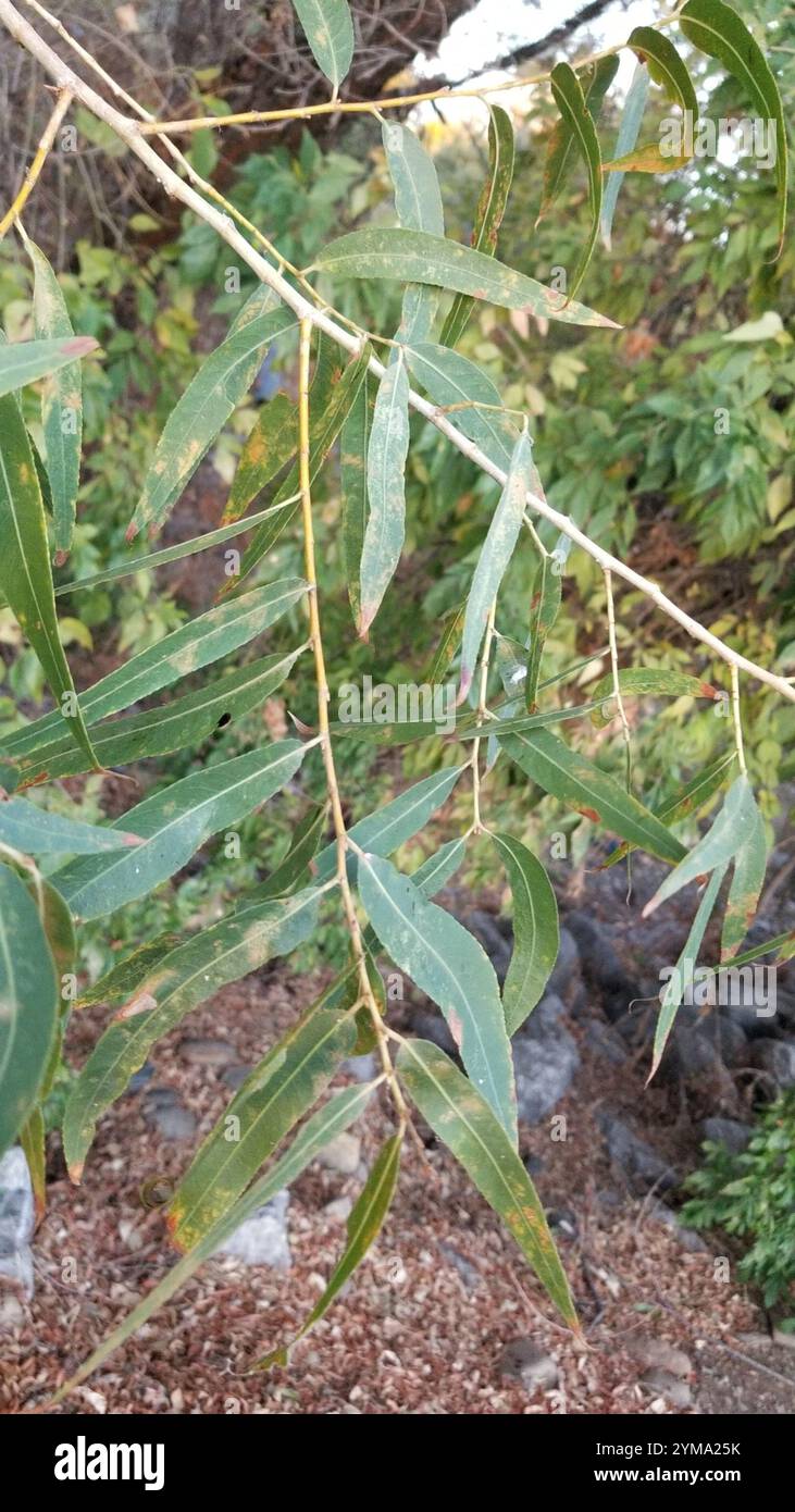 Gooddings willow hi-res stock photography and images - Alamy
