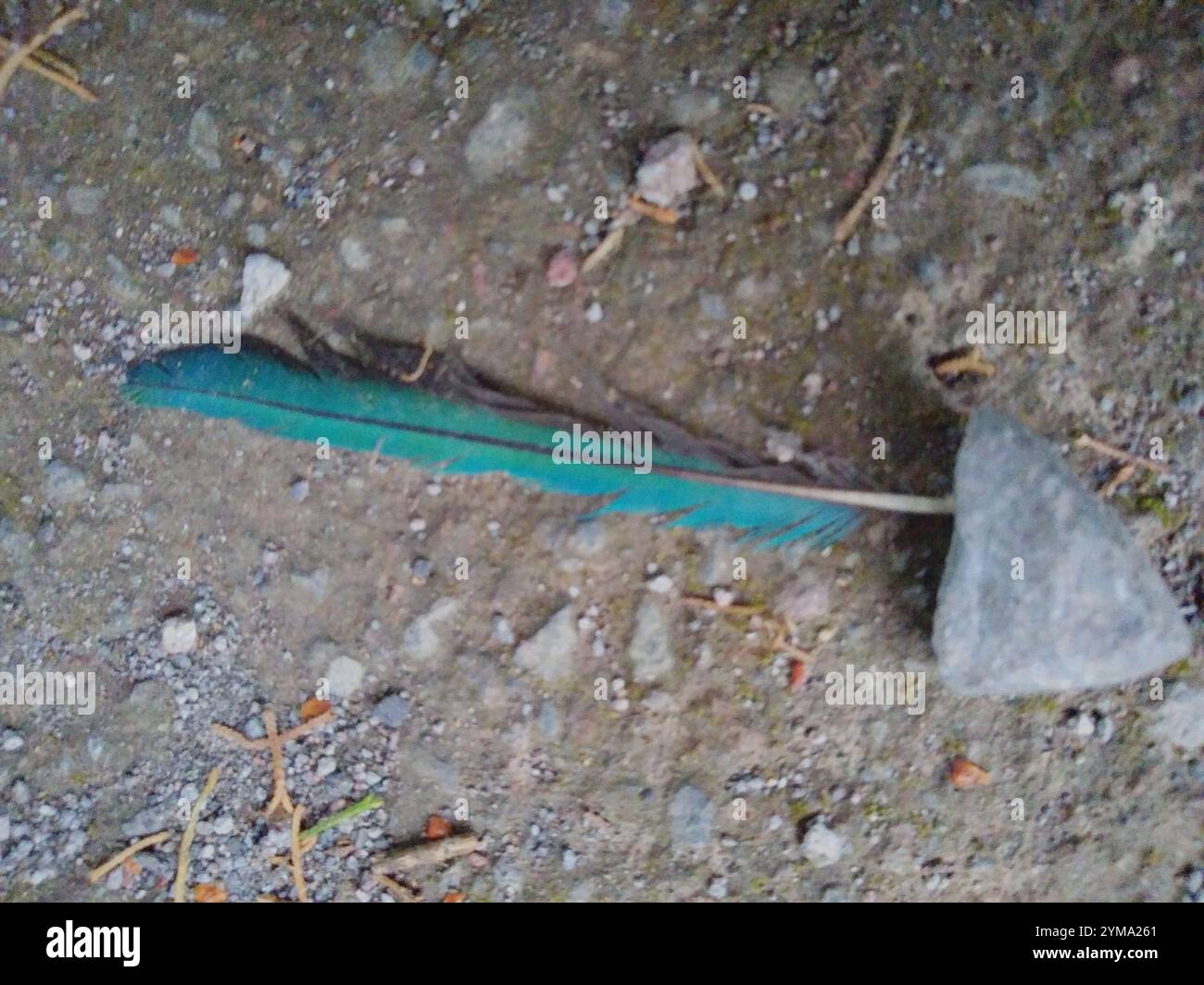 Lessons motmot momotus lessonii hi-res stock photography and images - Alamy