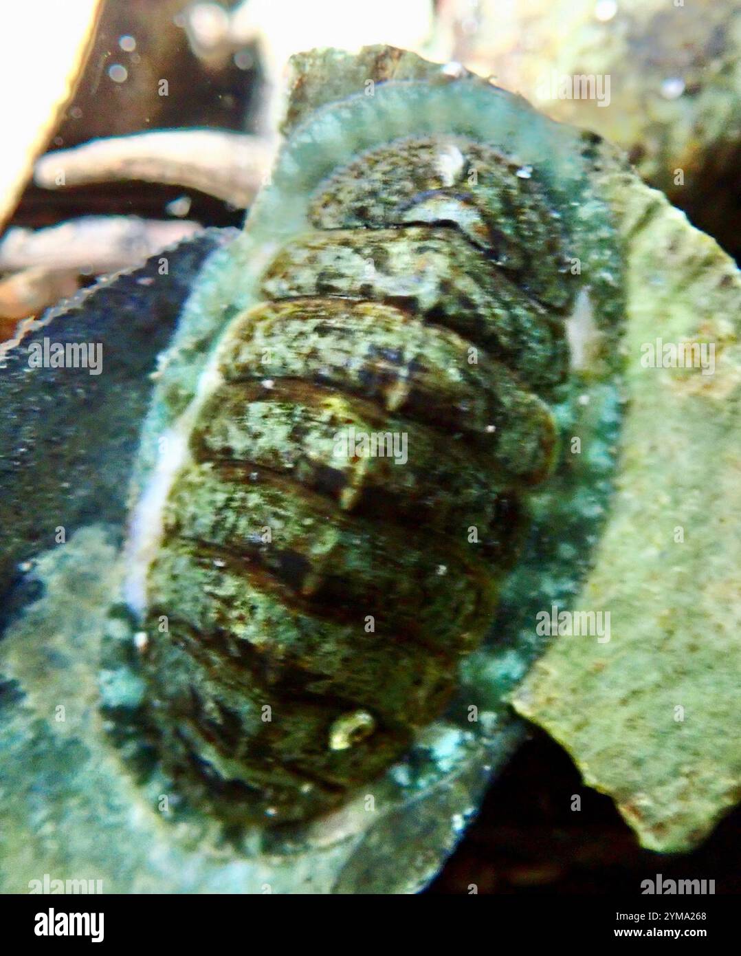 Grey Mail-shell (Lepidochitona cinerea Stock Photo - Alamy