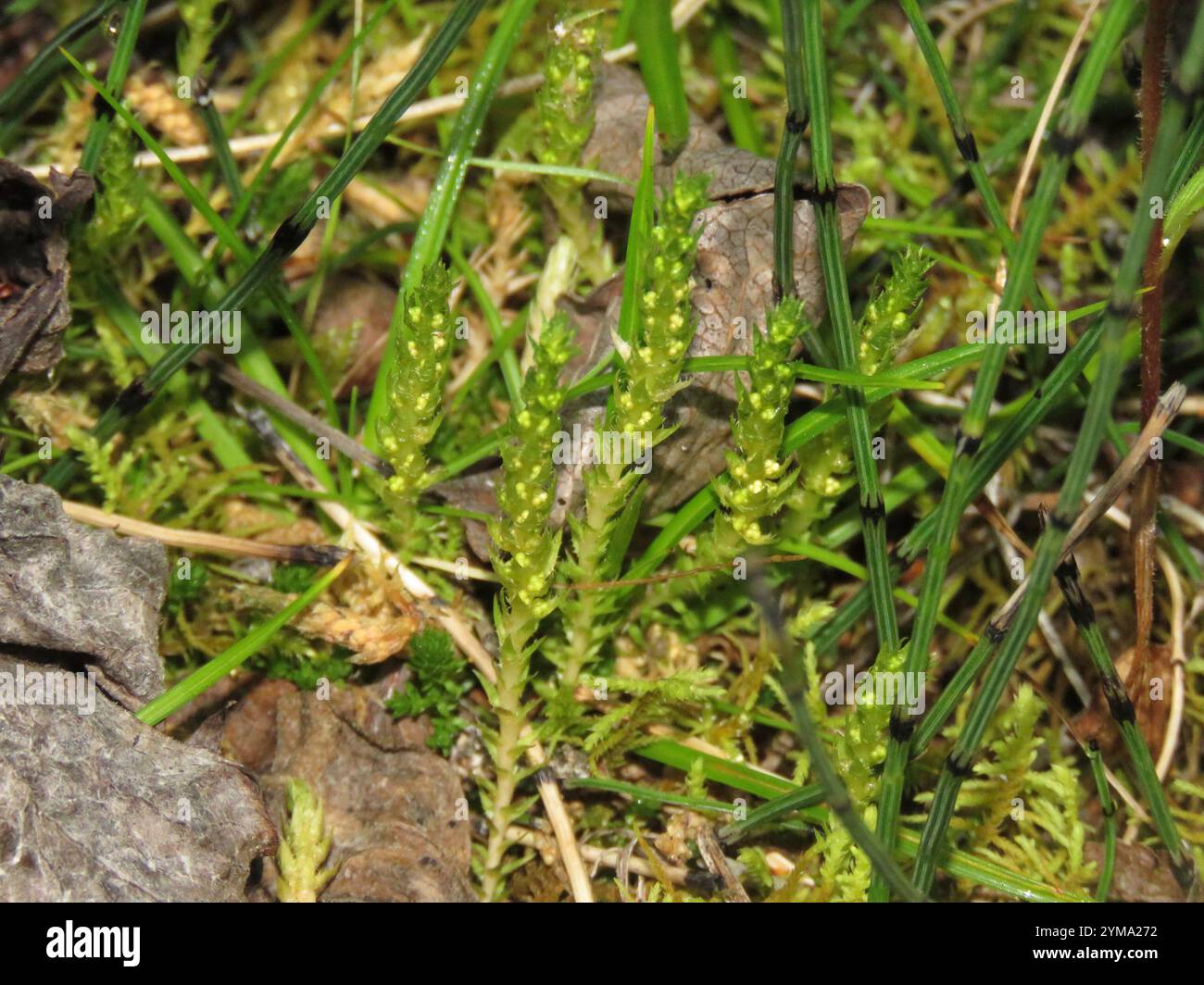 northern spikemoss (Selaginella selaginoides Stock Photo - Alamy